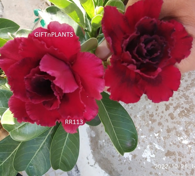 Grafted Adenium Plant (Red Rosy- RR113) Bare rooted — GIFTnPLANTS