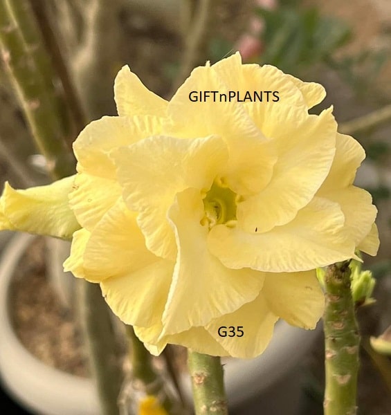 Grafted Adenium Plant (Yellow Rosy - G35) Bare rooted — GIFTnPLANTS