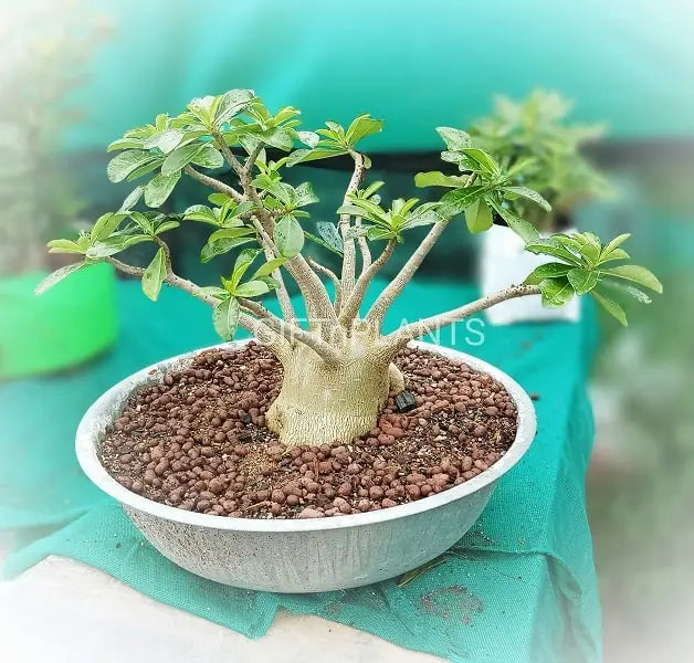 Adenium Big Foot Arabicum Plant - Bare rooted — GIFTnPLANTS