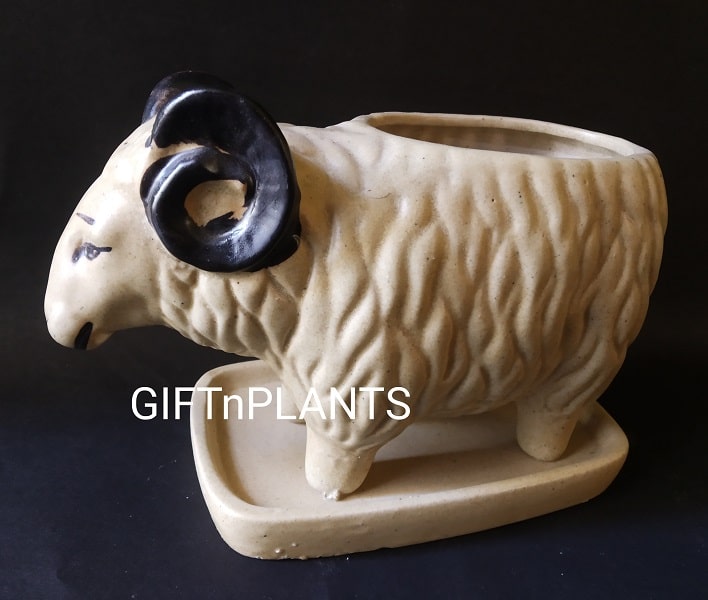 Sheep Ceramic Pot -SHEP — GIFTnPLANTS