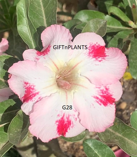 Grafted Adenium Plant (Single Petal- G28) Bare rooted — GIFTnPLANTS
